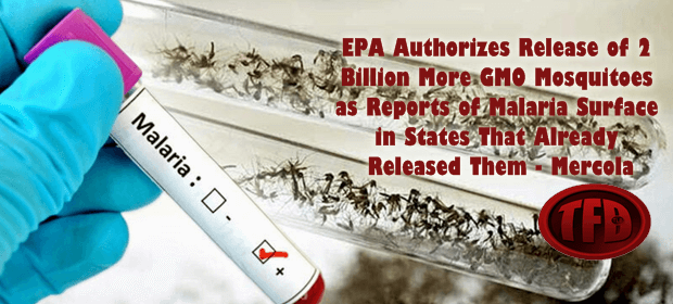 EPA Authorizes Release of 2 Billion More GMO Mosquitoes as Reports of ...