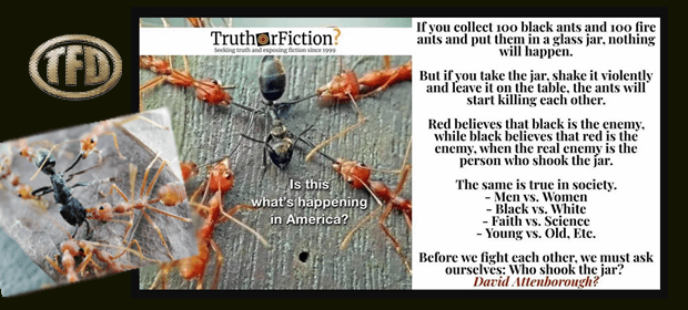 Learning from Ants - The Falling Darkness